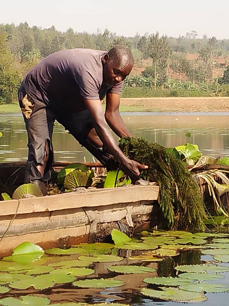 Bugesera: Rice Farmers in the swamps of Gatare and Rwabikwano are ...