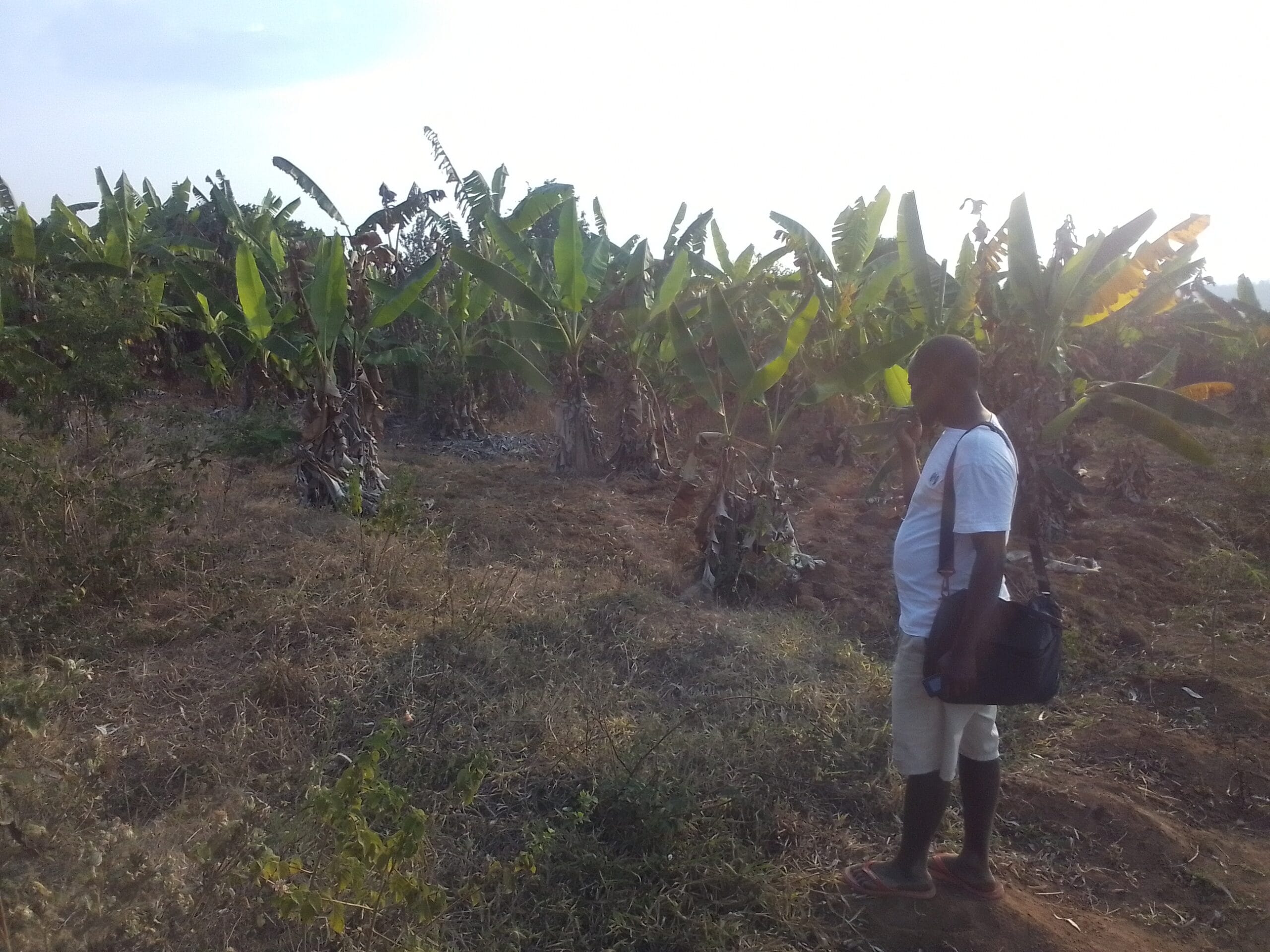 Bugesera: Isambu igurishwa i Ngeruka - Press Box